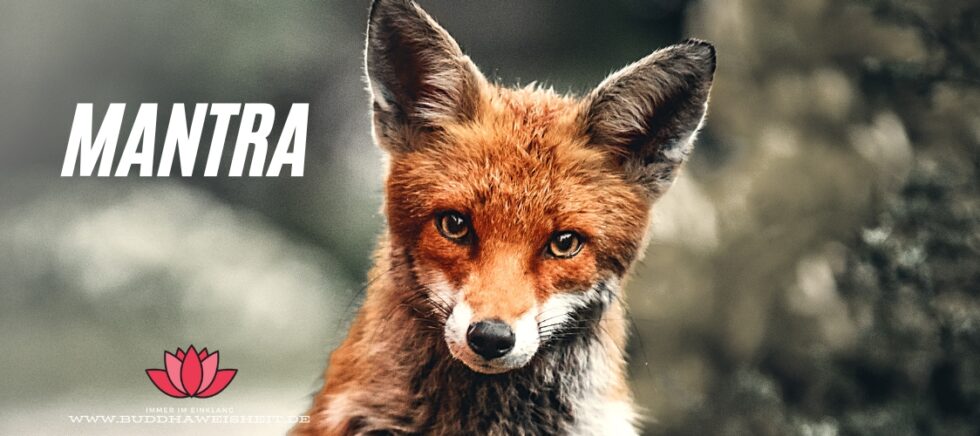 Krafttier Fuchs: Die geheimnisvolle Bedeutung des Seelentieres Fuchs ...