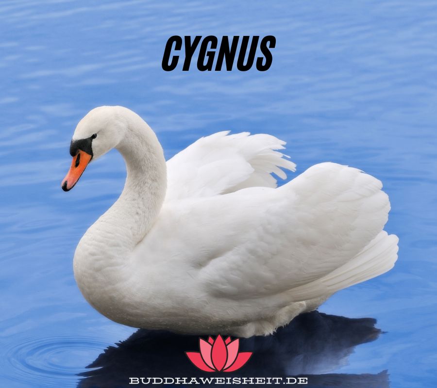 Warum der Schwan als Krafttier eine geheimnisvolle Bedeutung hat!