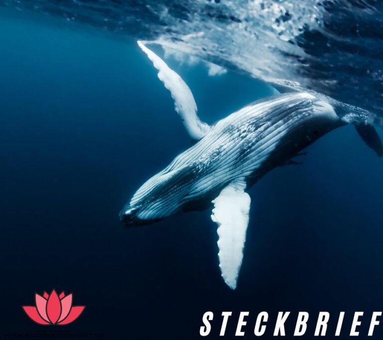 Krafttier Wal: Die geheimnisvolle Bedeutung des Seelentiers Wal!