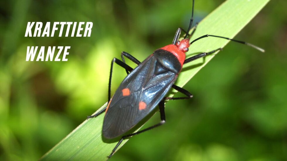 Krafttier Wanze: Die geheimnisvolle Bedeutung des Seelentiers Wanze!