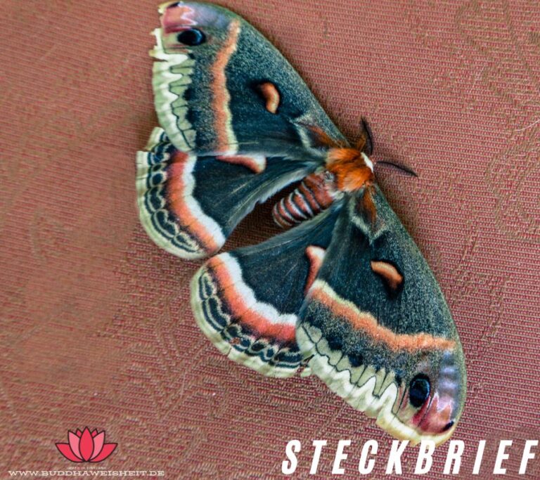 Krafttier Motte: Die geheimnisvolle Bedeutung des Seelentiers Motte!